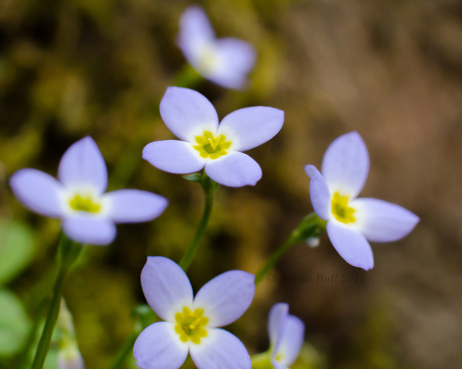 Wildflowers - Bluebird Springs Farm