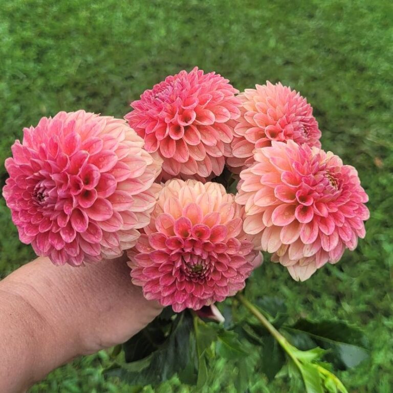Dahlia Rose Toscano - Bluebird Springs Farm